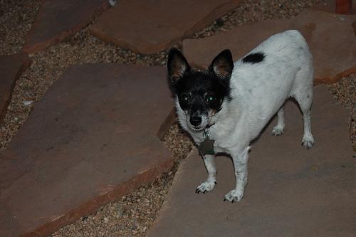 Dog detection Object Detection Model by dog detection