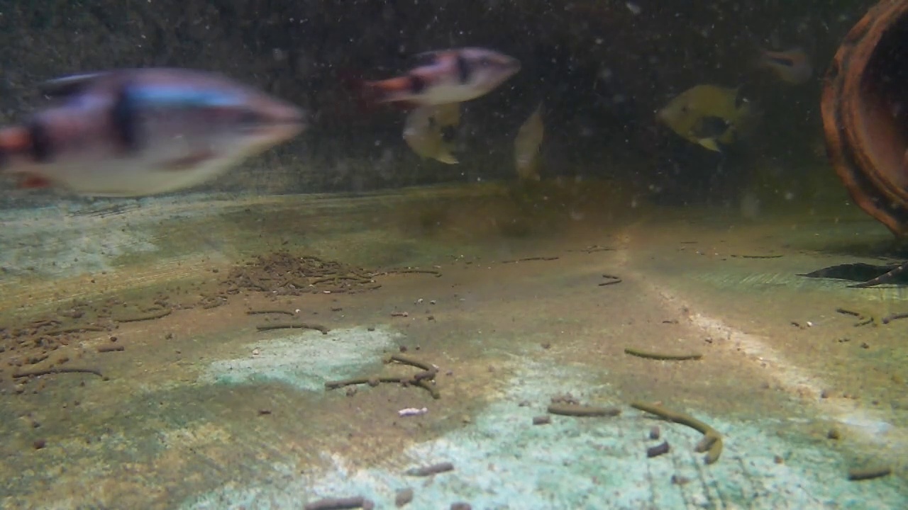 FISH Keypoint Detection Dataset by ll