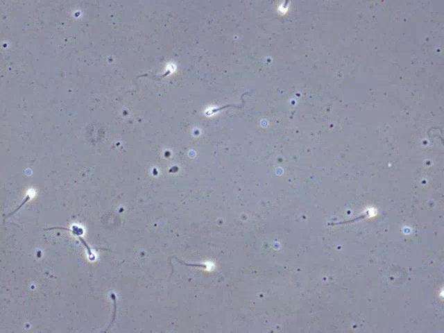 Visem_detection Object Detection Dataset by MyWorkspace