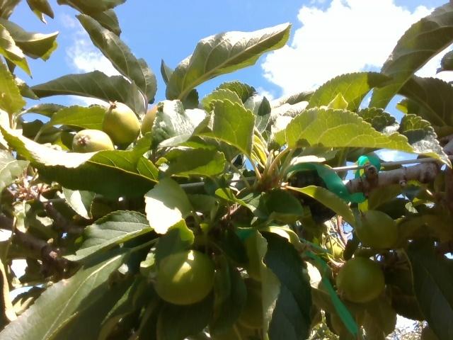 Apples_v2 Object Detection Model by test