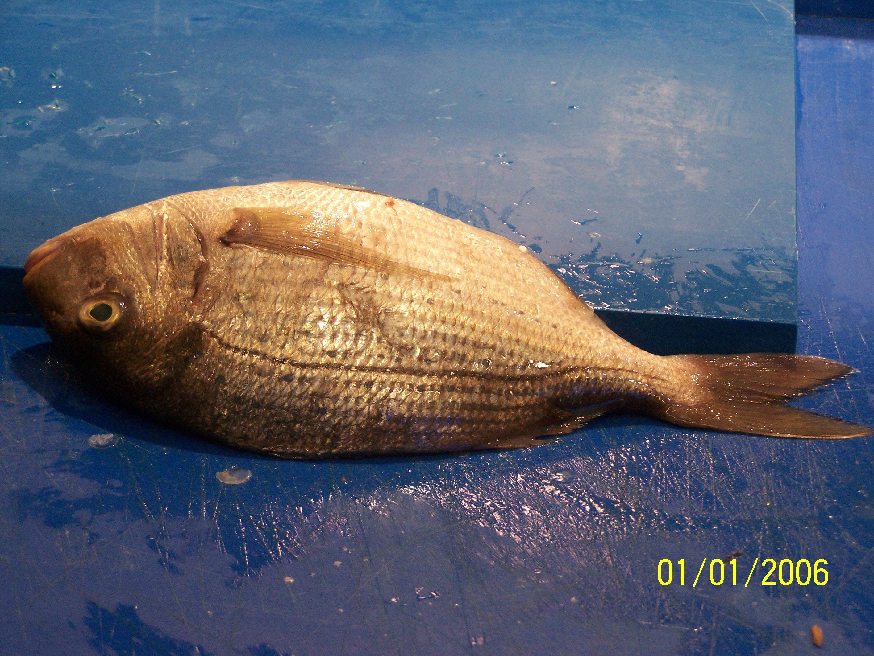 Fish_Dataset Classification Dataset by Jolion15