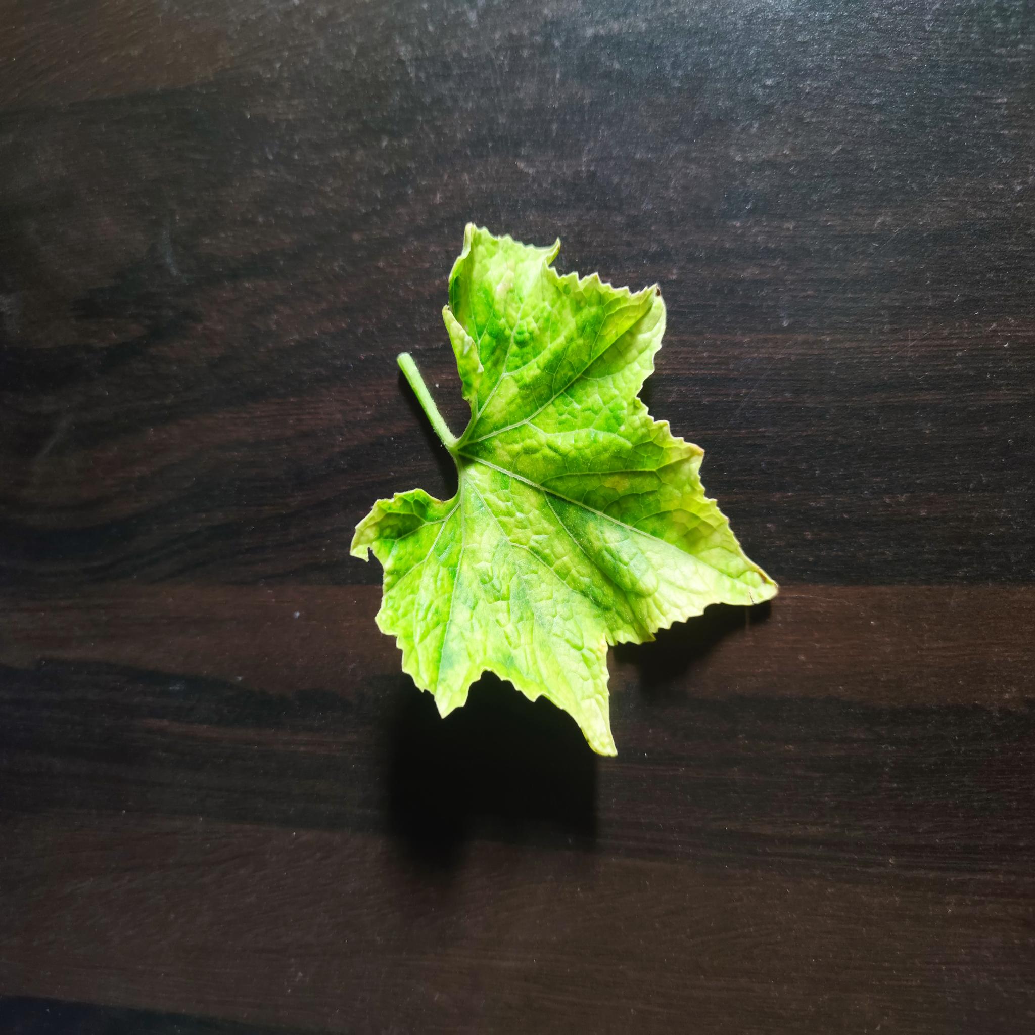 Ash Gourd Leaf Disease Detection Object Detection Dataset By Daffodil
