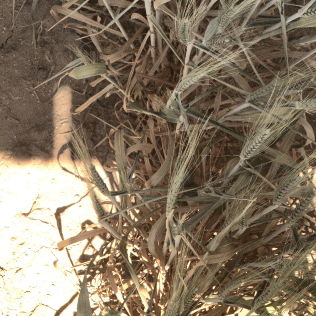 GWHD Object Detection Model by Jaki