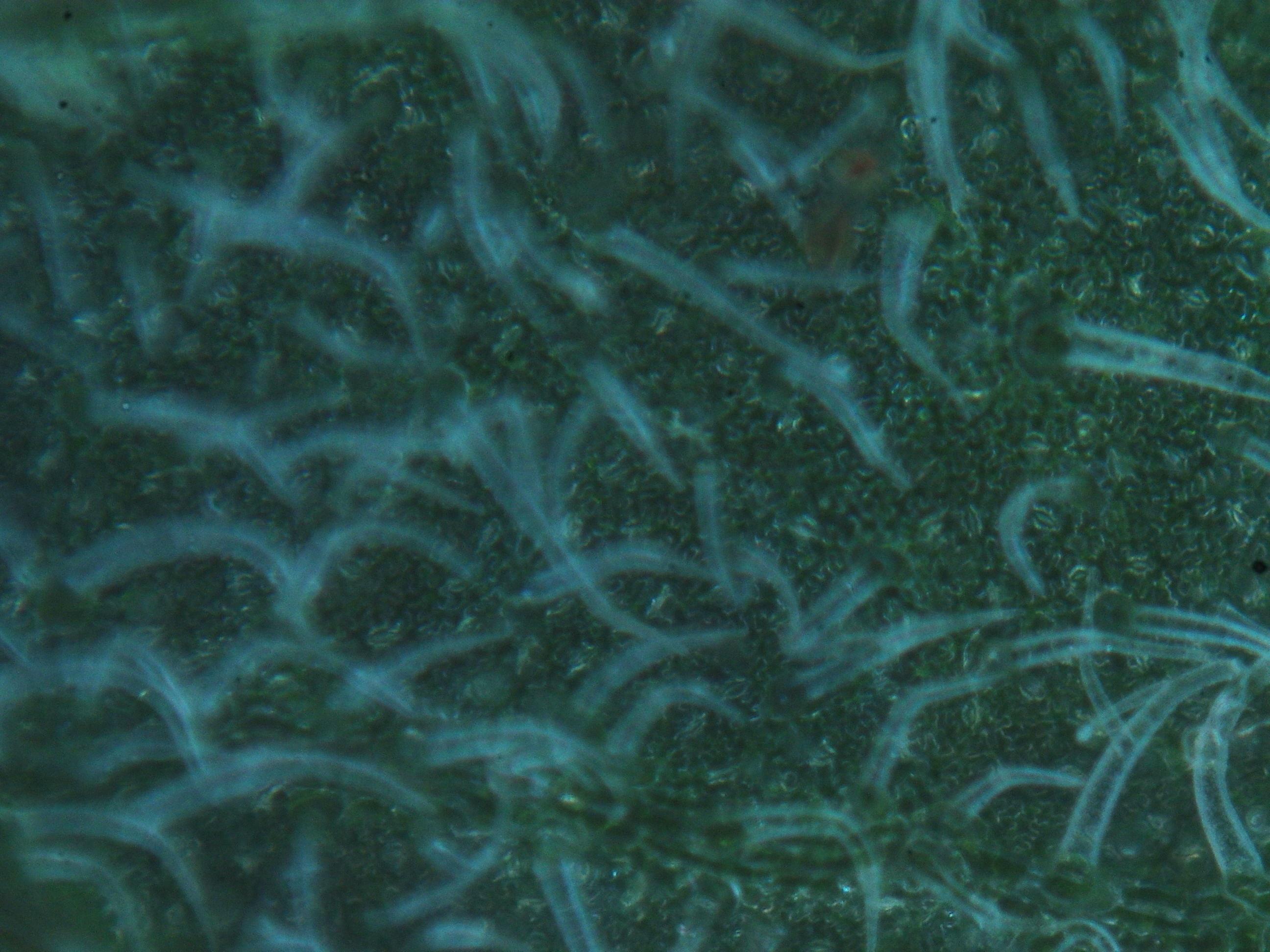 Stomata Density Object Detection Dataset And Pre Trained Model By