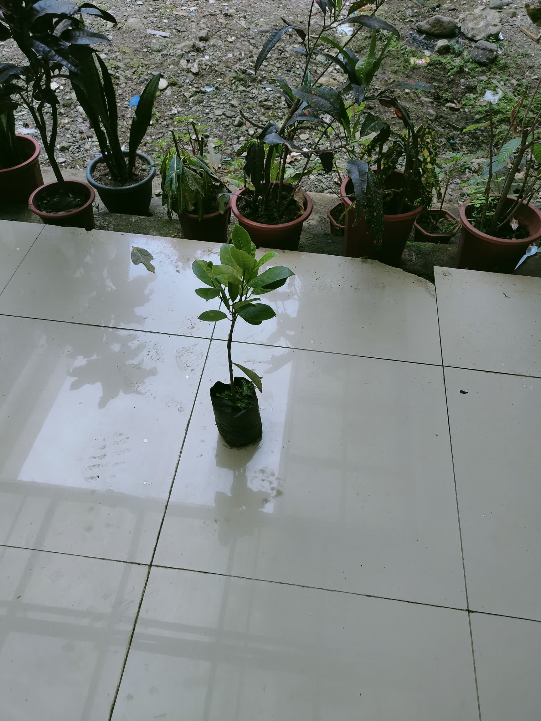 Jackfruit_Sapling Object Detection Dataset and Pre-Trained Model by Thesis