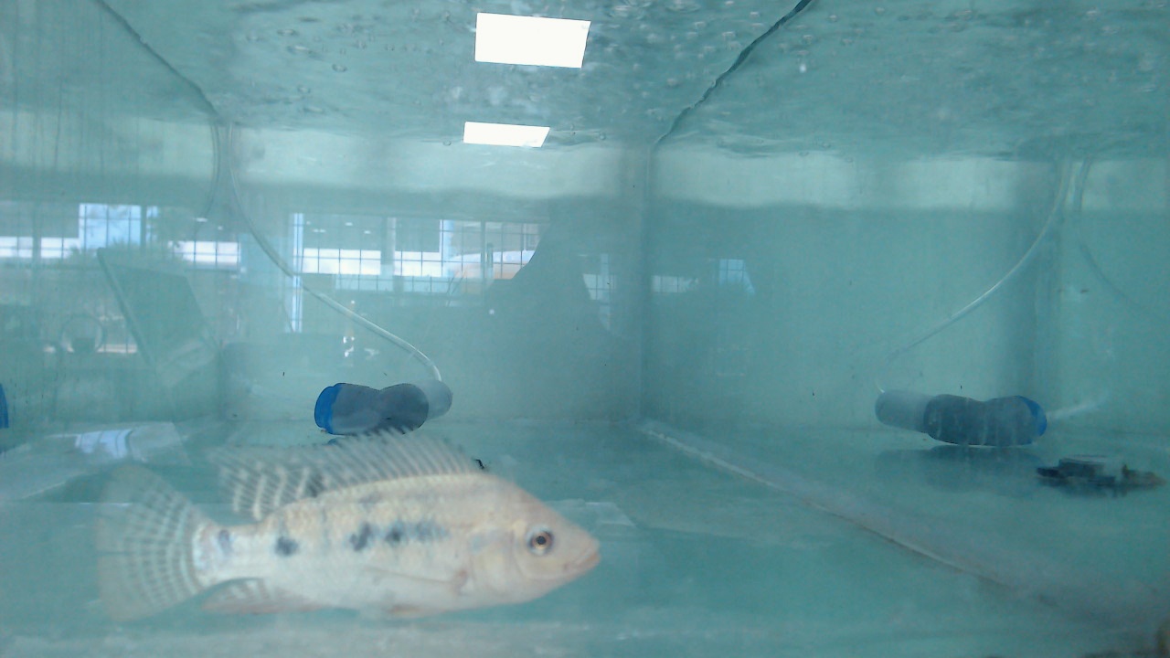 Pez Laboratorio Object Detection Dataset By Ia Peces