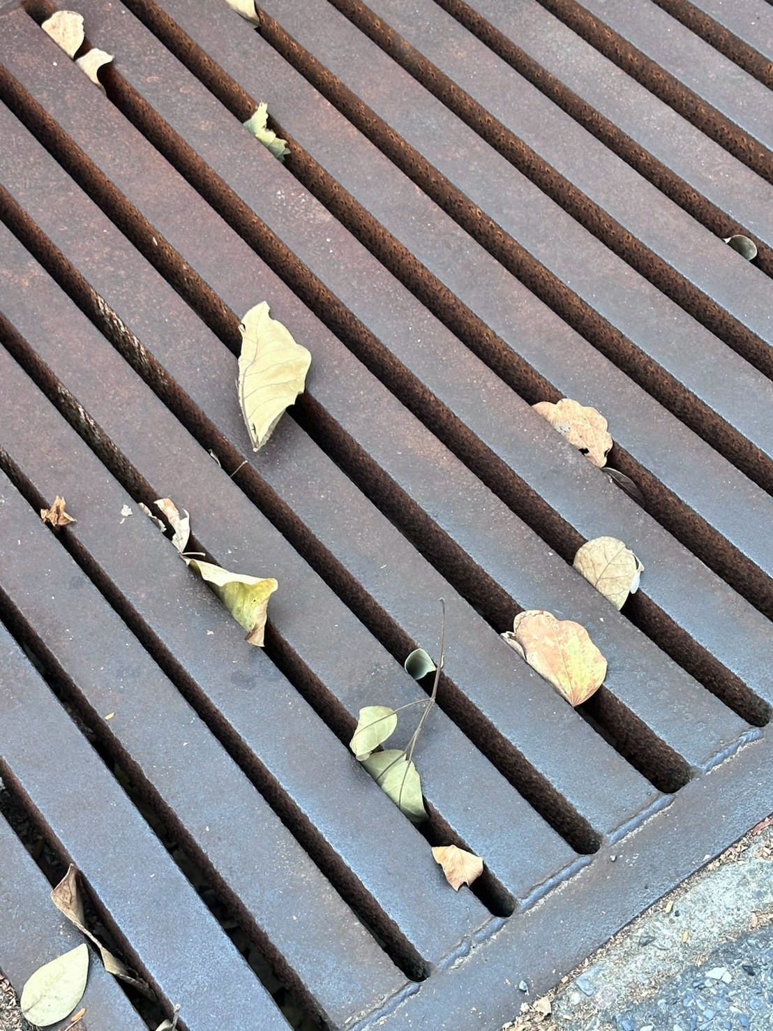 leaf shape Instance Segmentation Dataset by Dance