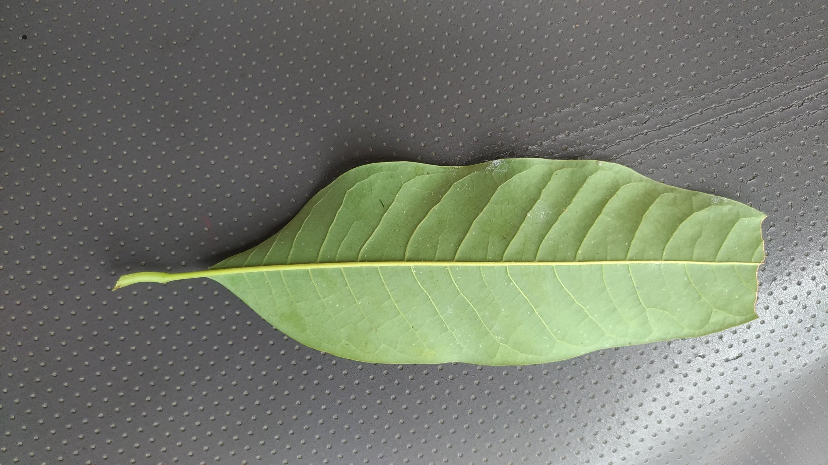 Capstone Leaf Detection Test! Object Detection Dataset and Pre-Trained ...