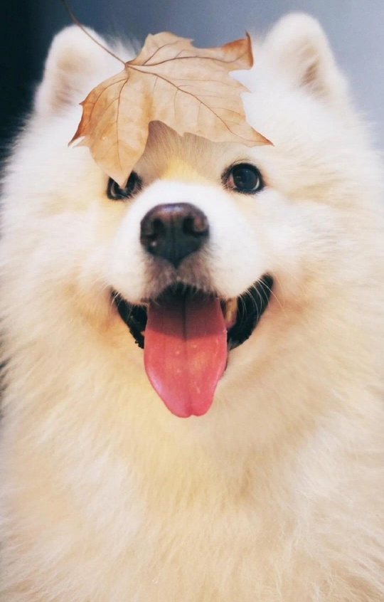 dogs Object Detection Model by lllu