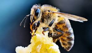 Bee Object Detection Dataset by Bee