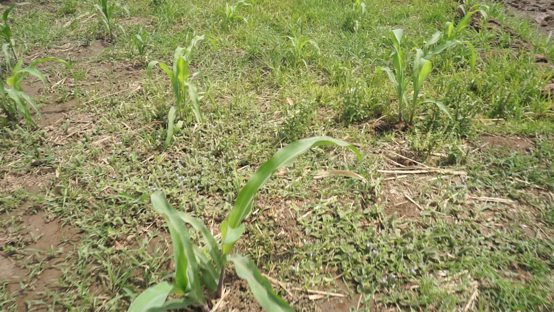Weed Maize Detection Object Detection Dataset By Ipb