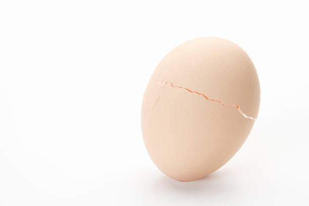 Egg Crack Detection Object Detection Model By Innodata