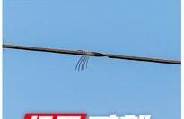 cable Object Detection Dataset by zhou