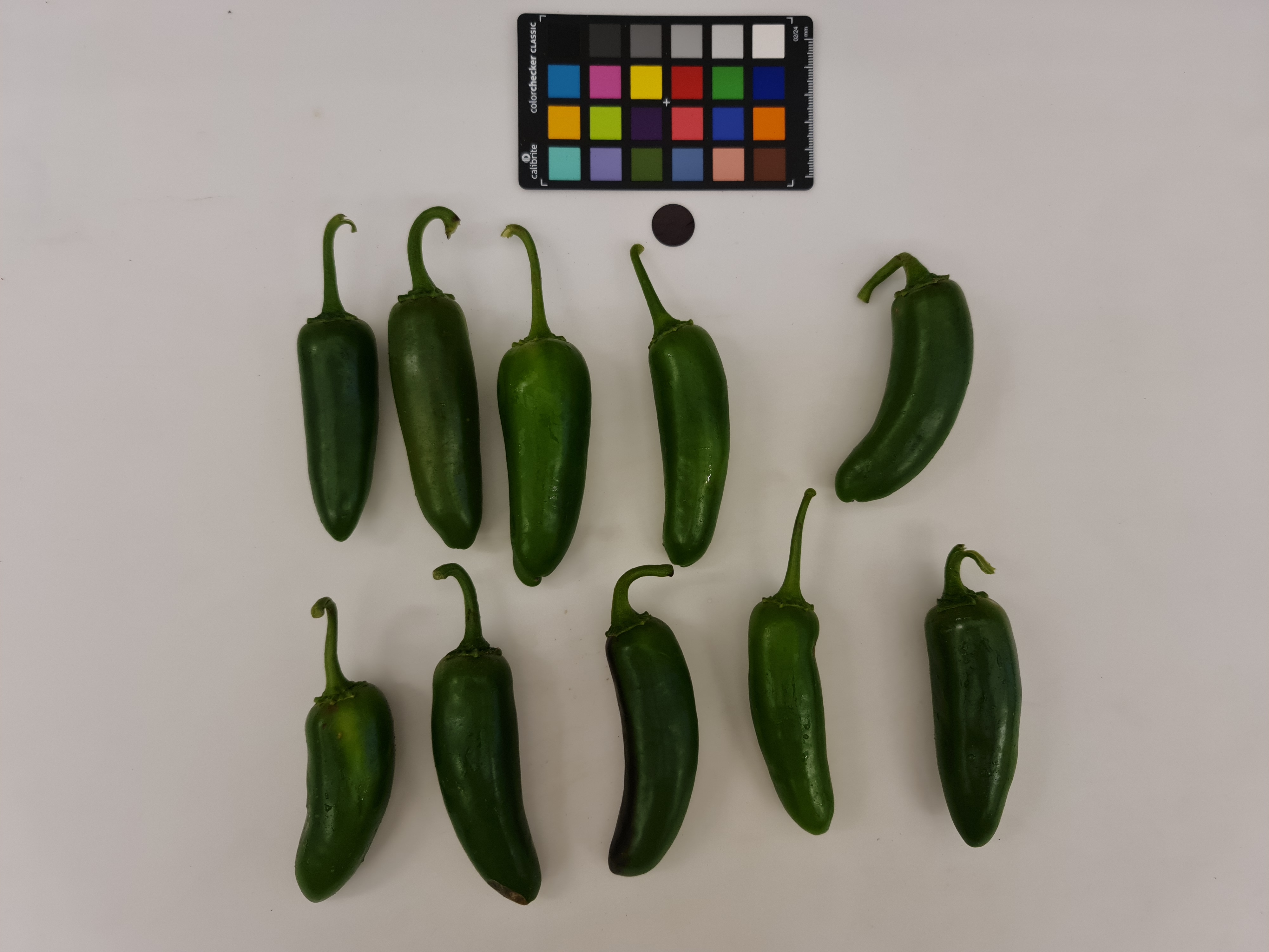 Segmentation Projects - Roboflow Universe