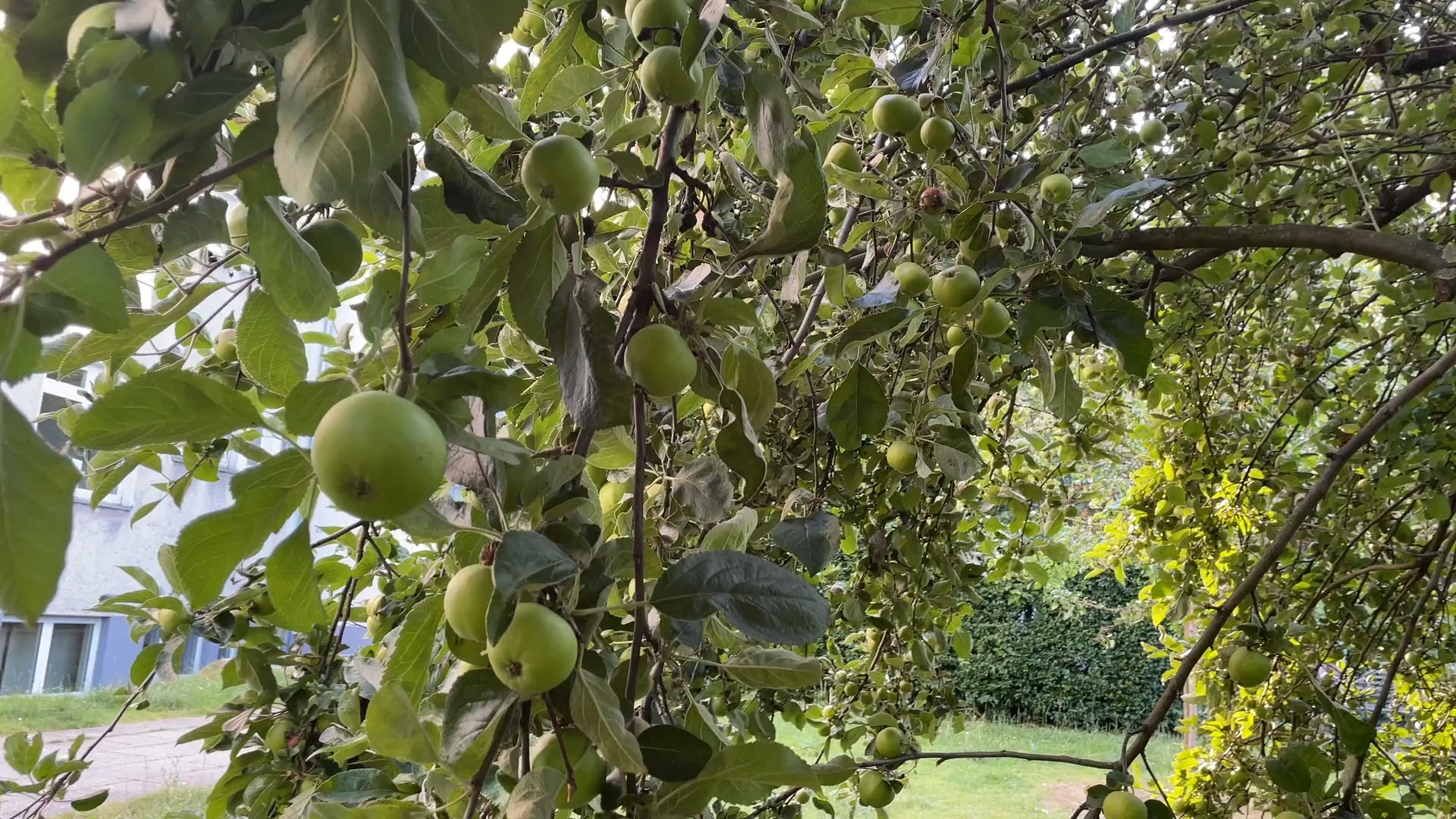 Manzanas Object Detection Model by nuevo