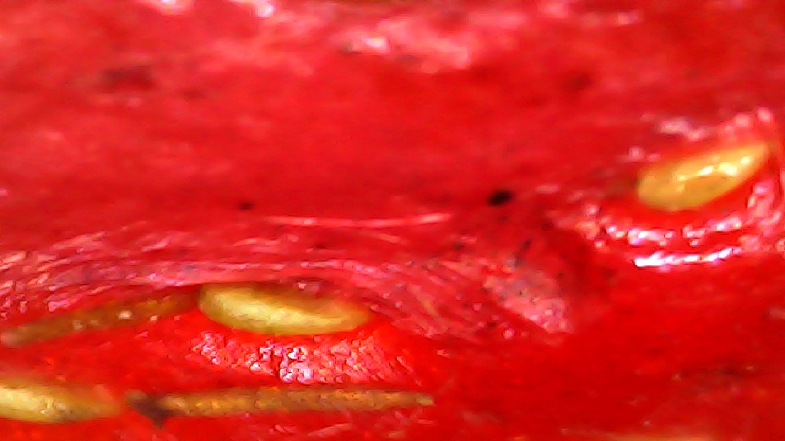 Strawberry Mold Detection Object Detection Model By Jk Research