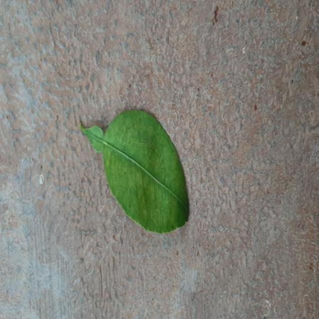 Lemon Object Detection Model by new