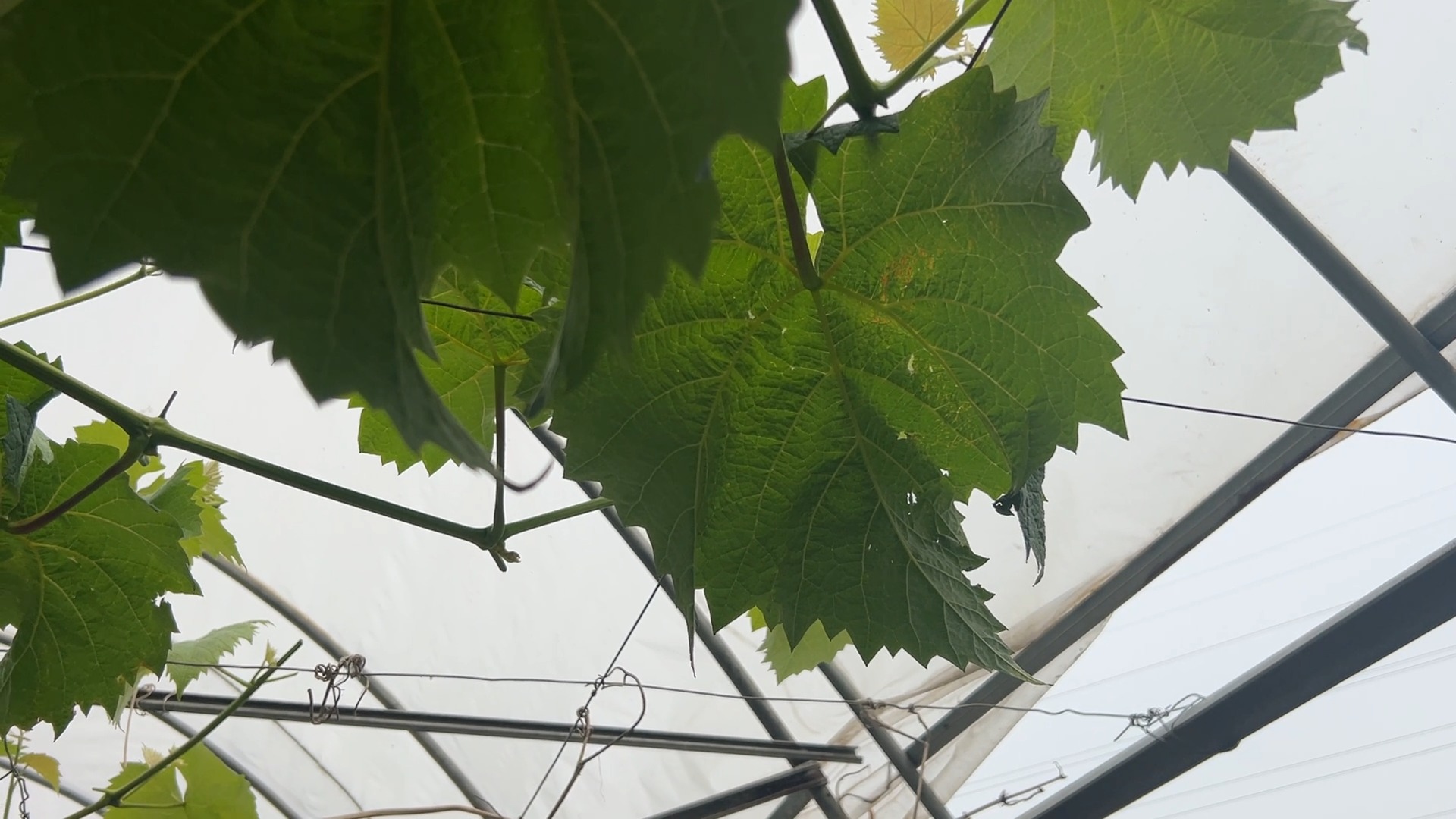 group-early-detect Object Detection Dataset by cucumber