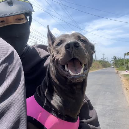 F-pet_v1 Semantic Segmentation Model by FPet