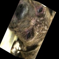 FPet - Roboflow Universe