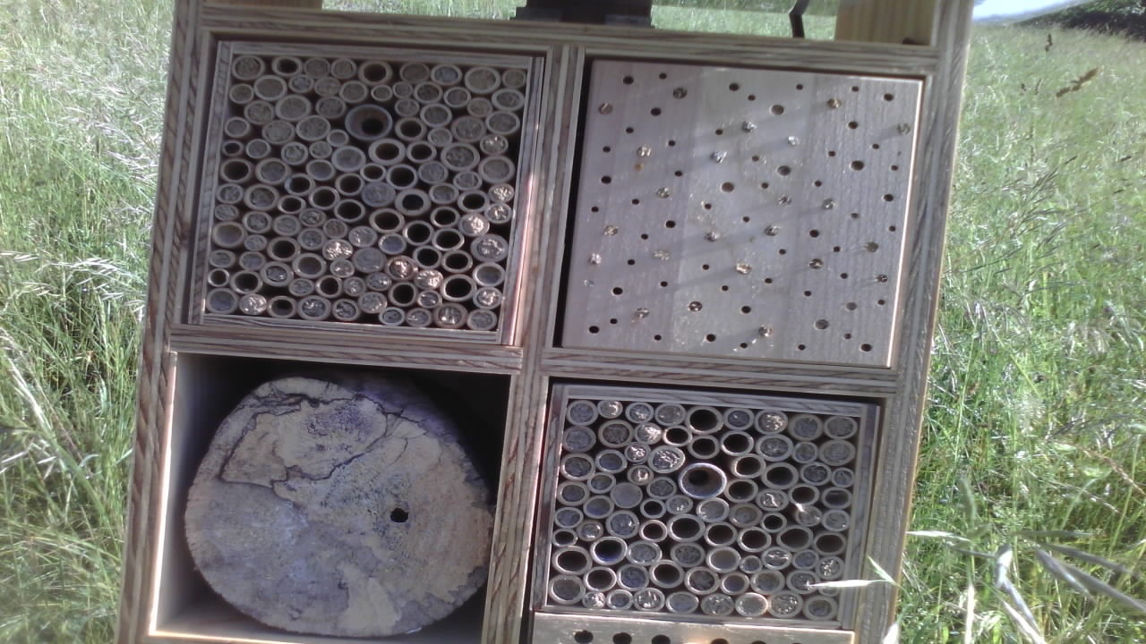 new_bee Object Detection Dataset by Biodiversity