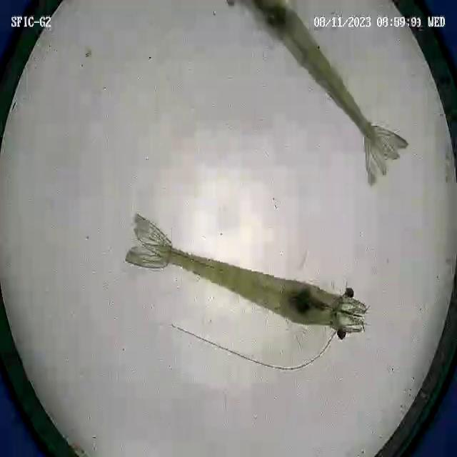 Prawn Object Detection Model By Stust