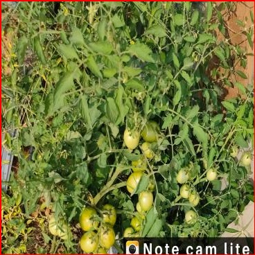 Tomatoes Object Detection Dataset and Pre-Trained Model by ml