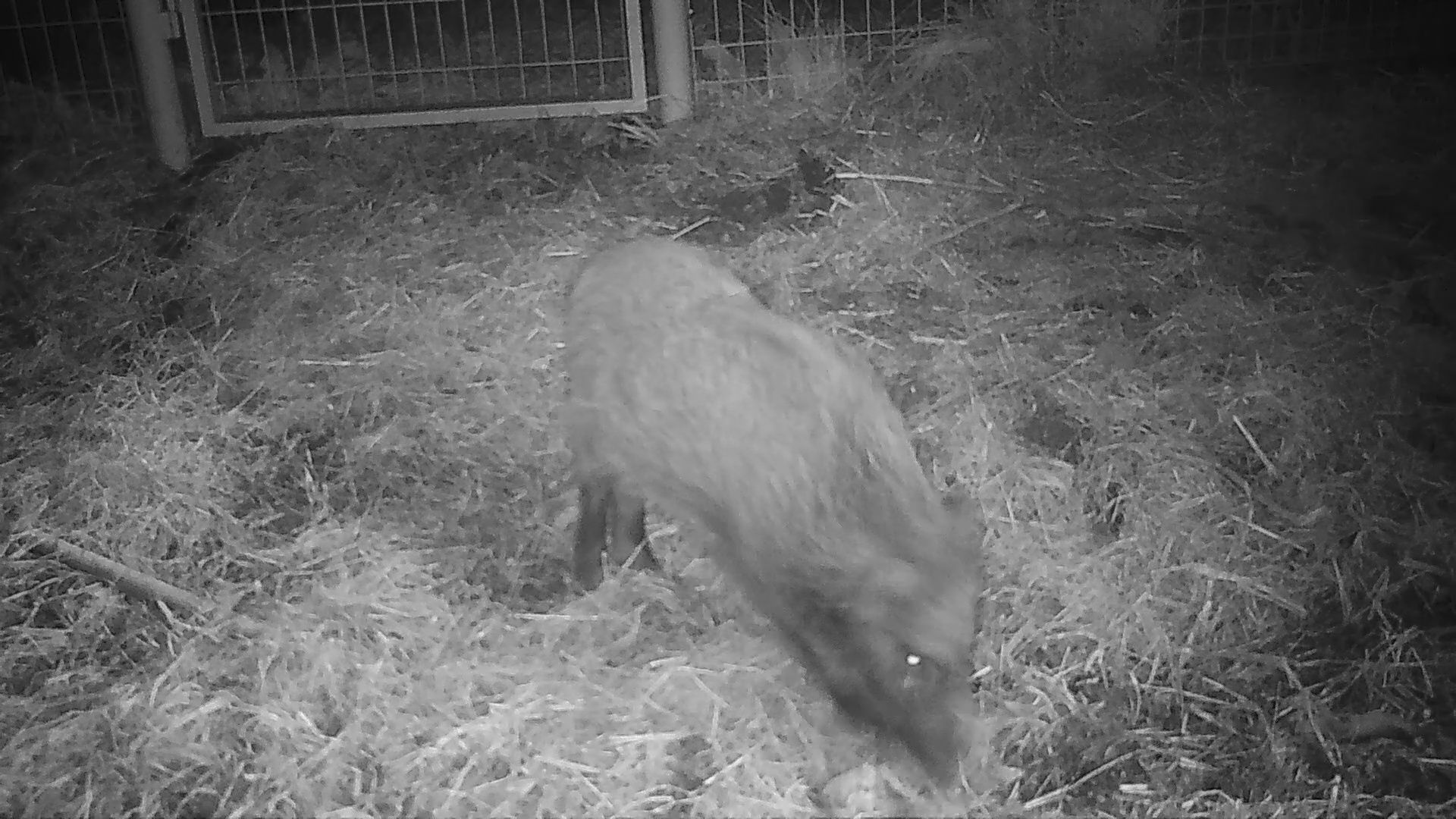 animal Instance Segmentation Model by danhae