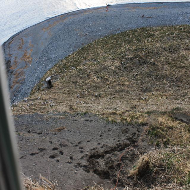 BIrDS Object Detection Dataset by Utashut