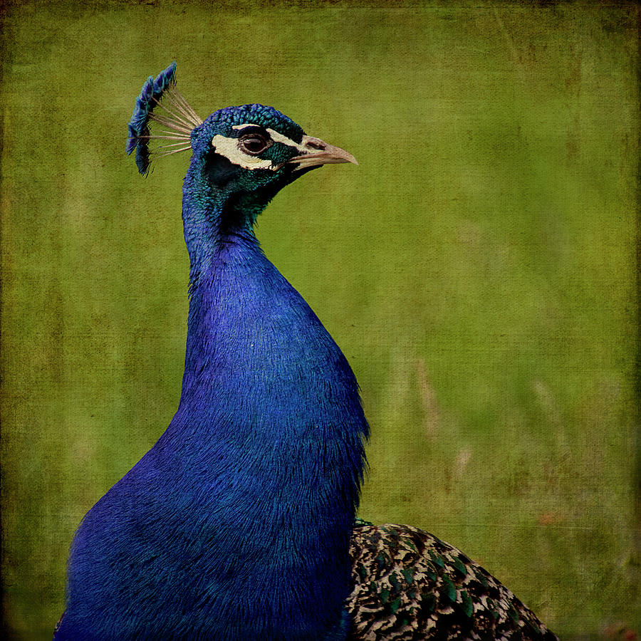 queen Object Detection Model (v1, 2022-09-21 3:29pm) by maduracollege