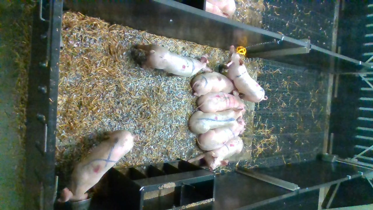 Lying Object Detection Dataset by Maria