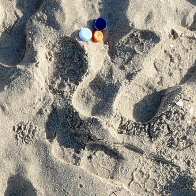 anas Instance Segmentation Dataset by ANAS