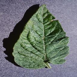 Detect And Classify Single-label Classification Classification Model by ...