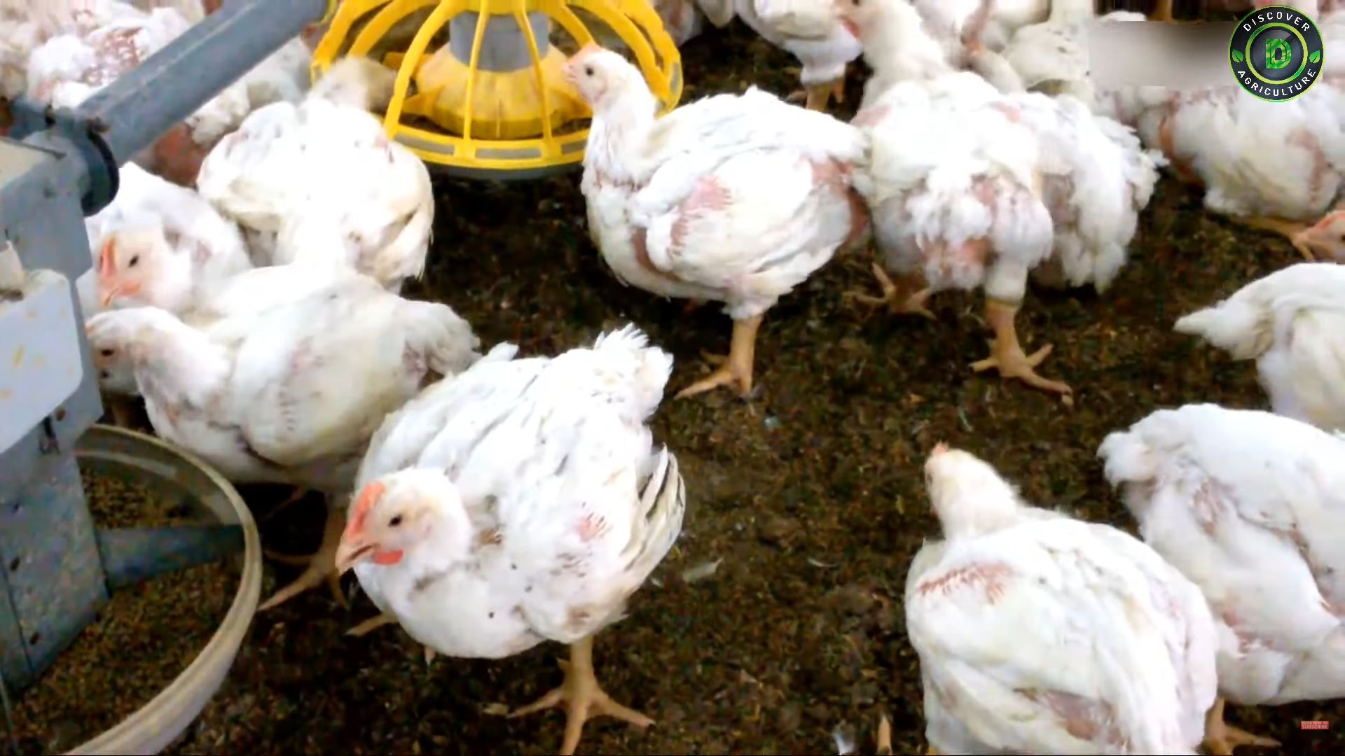 Chicken Detection Object Detection Dataset And Pre Trained Model By