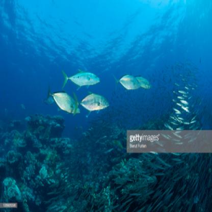 Fish Detection Object Detection Model by John Wick