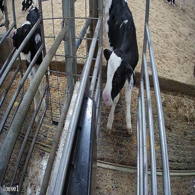 calf-bb Object Detection Dataset by calfface