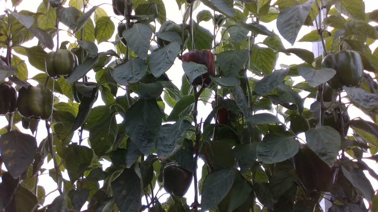 Peppers Object Detection Object Detection Dataset And Pre Trained Model By Tecnologico De Monterrey