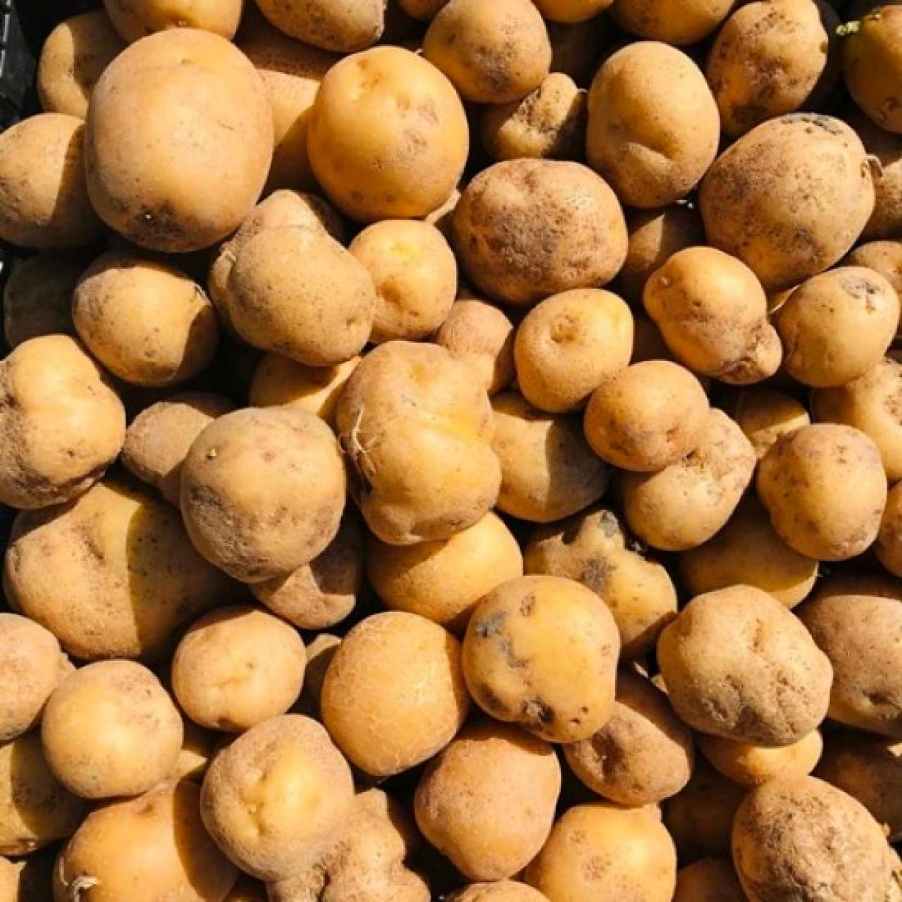 model11 Object Detection Dataset by PFE