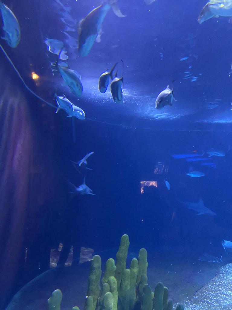 nonfishy Object Detection Dataset by tetris robot