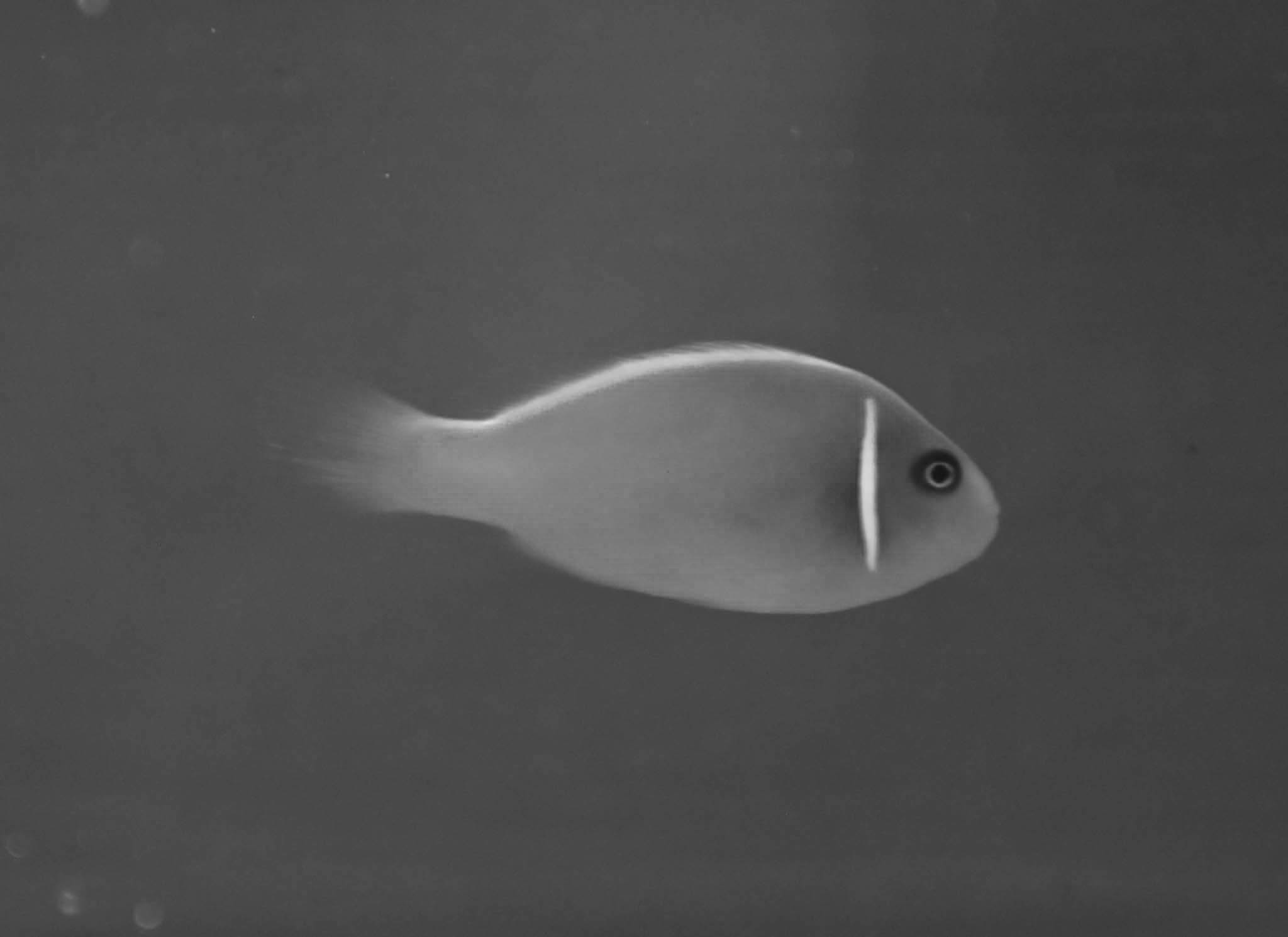 Measure the size of the fish Object Detection Dataset and Pre-Trained Model by Measure the size ...