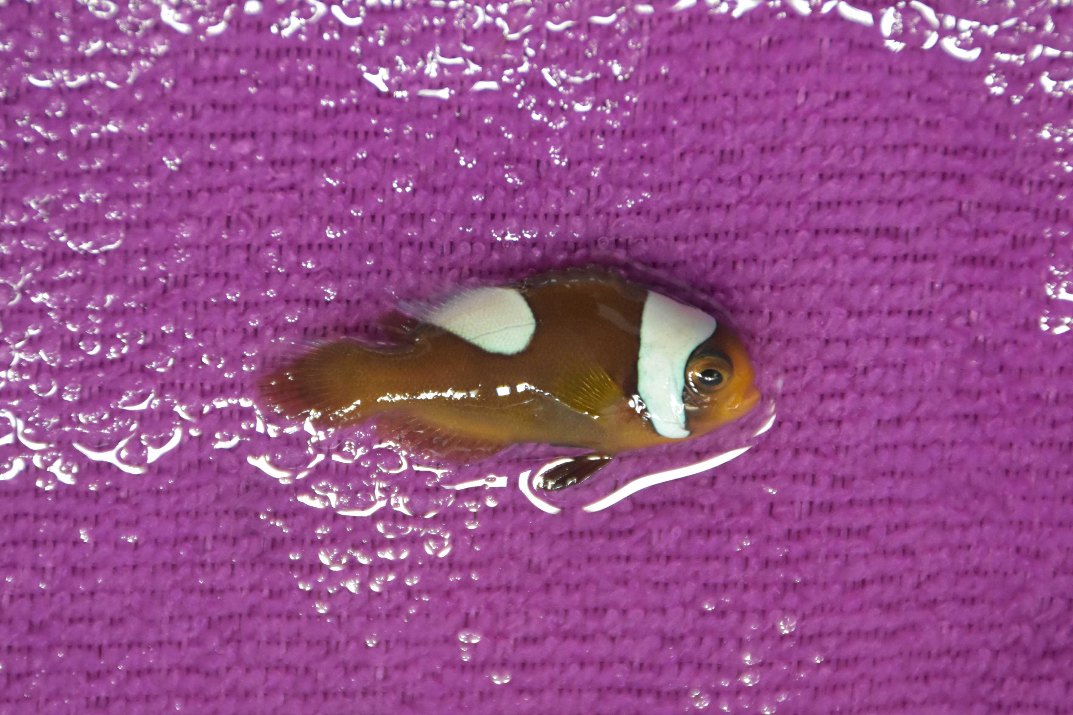 fish out water Object Detection Model by Measure the size of the fish