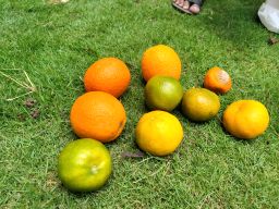 Rotten Fruit Detector Object Detection Model by Deep Learning Computer Vision Project