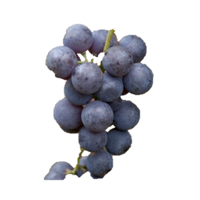 valiant Classification Dataset by Grapes