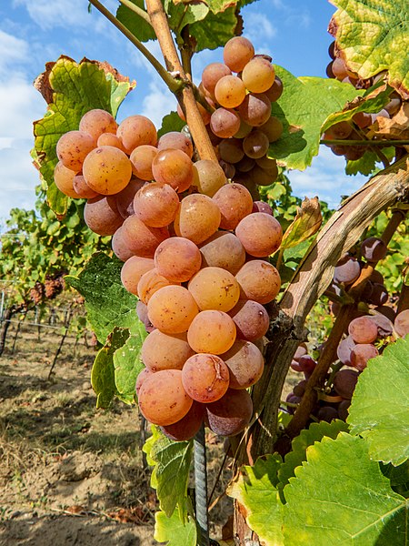 Grapes Classification Dataset by Grapes