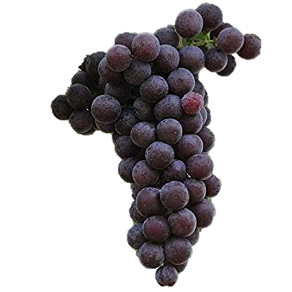 glenora Classification Dataset by Grapes
