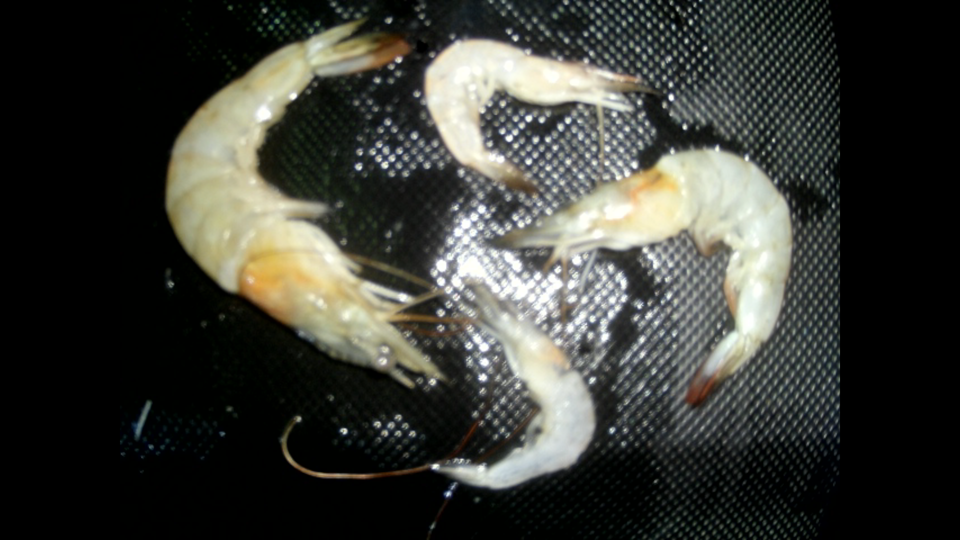 shrimp-konvey Object Detection Dataset and Pre-Trained Model by my detection