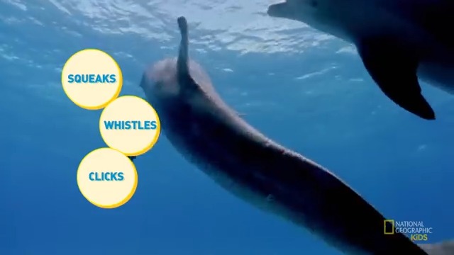 dolphin detection Object Detection Model by Trail Projects