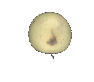 apple_defect Object Detection Dataset by Perticon