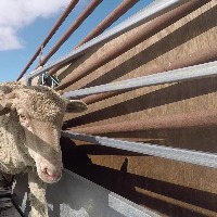 Realtime-Sheep-Detection Object Detection Dataset and Pre-Trained Model by Project Realtime ...