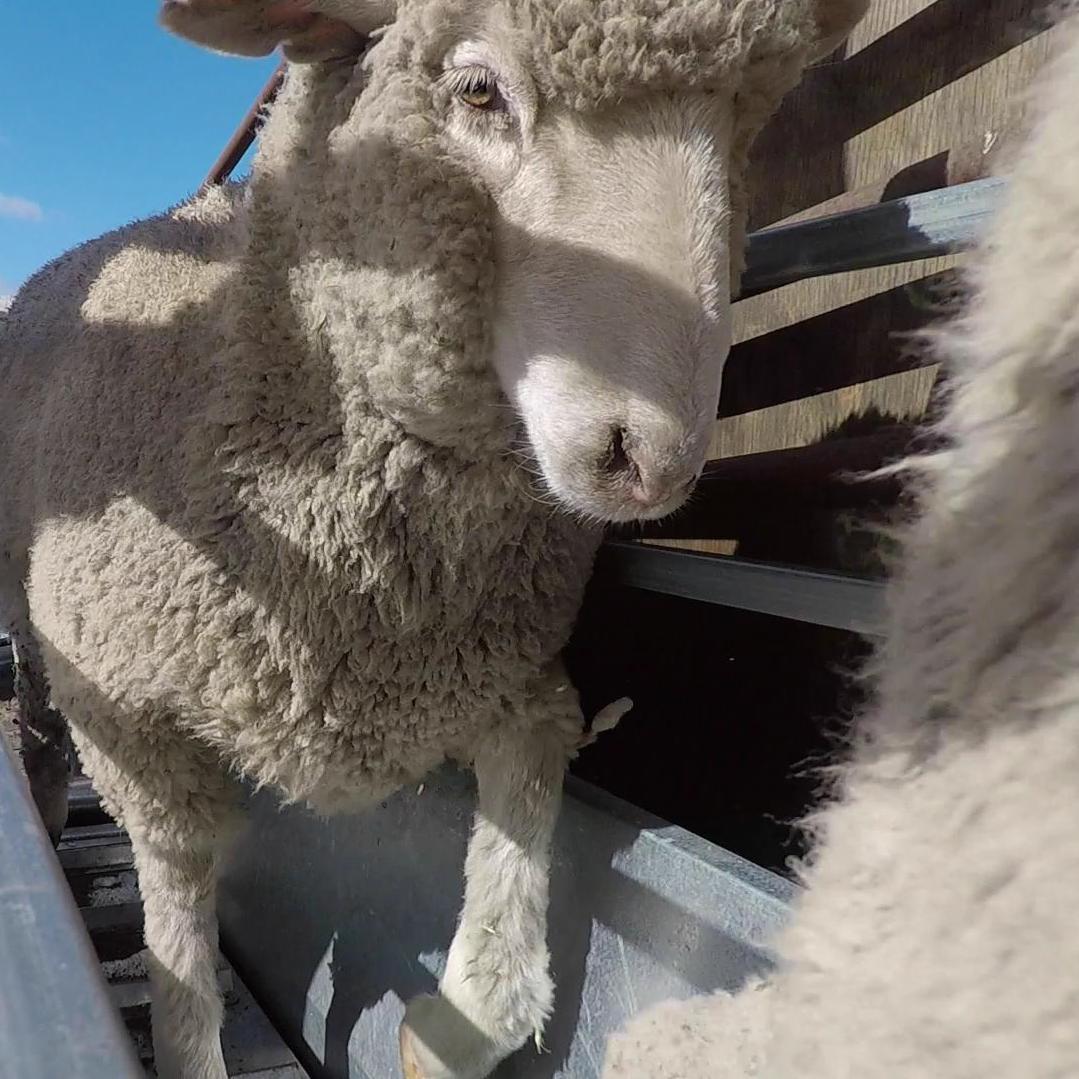 Project Realtime Sheep detection with yolov8 - Roboflow Universe